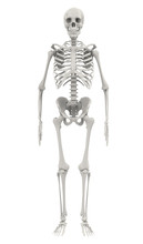 Human Skeleton Free Stock Photo - Public Domain Pictures