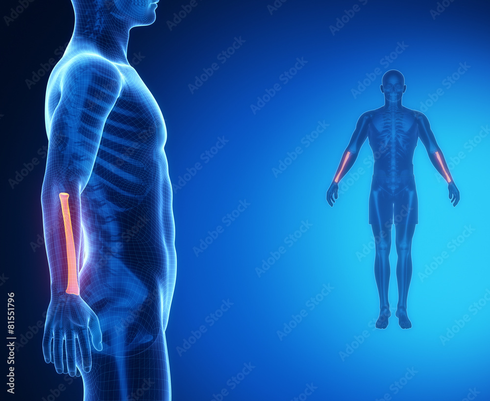 RADIUS bone anatomy x-ray scan Stock Illustration | Adobe Stock
