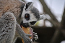 Lemur Eating Free Stock Photo - Public Domain Pictures
