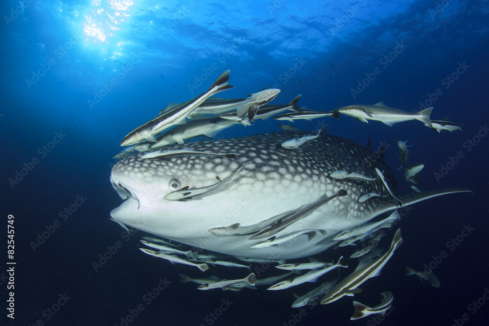 Whale Shark and remora fish Stock Photo | Adobe Stock