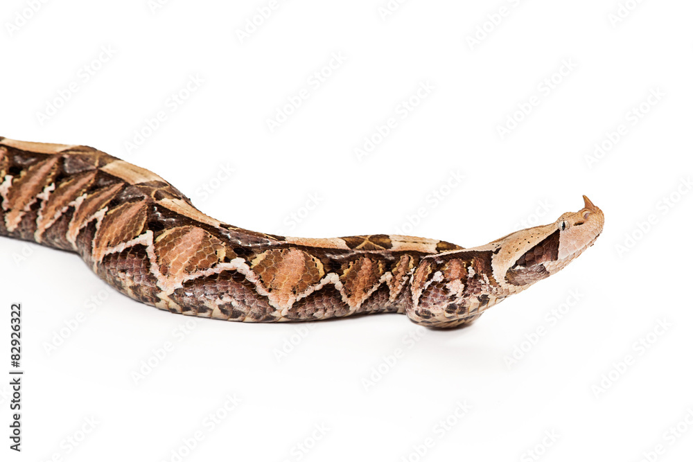 Closeup of Gaboon Viper Snake Lifting Head Up Stock Photo | Adobe Stock