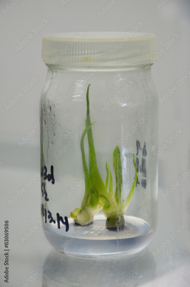 Banana Plant tissue culture. Banana meri plants. Stock Photo | Adobe Stock