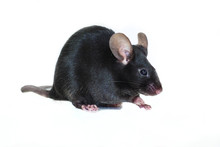Black Mouse Free Stock Photo - Public Domain Pictures