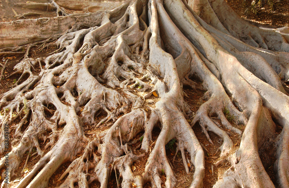 Old Moreton Bay Fig Tree Roots in Balboa Park Stock Photo | Adobe Stock