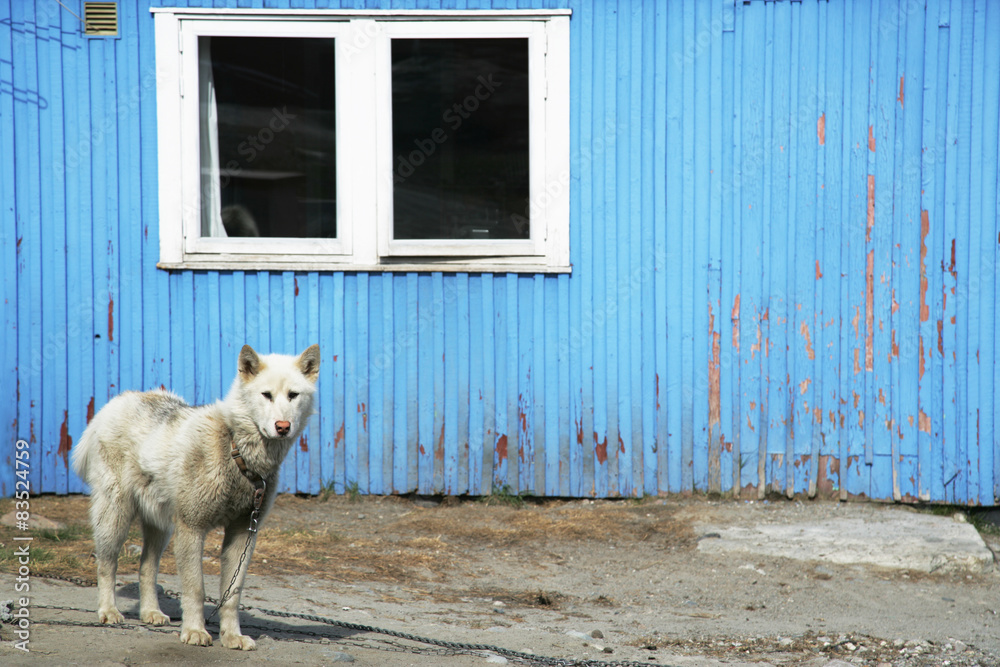 Husky dog standing guard outside a building, Ilulissat, Western ...