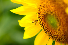 Sunflower And Bees Free Stock Photo - Public Domain Pictures