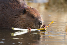 Beaver Work Free Stock Photo - Public Domain Pictures
