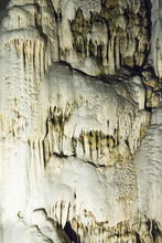 Calcispongiae By Ernst H. Haeckel Free Stock Photo - Public Domain Pictures