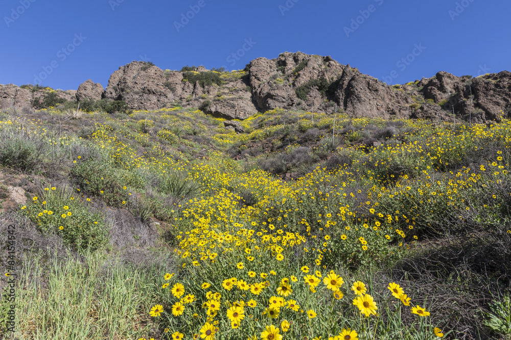 Wild Bush Sunflowers in Thousand Oaks, California. Stock Photo | Adobe ...