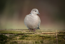 Morning Dove Free Stock Photo - Public Domain Pictures