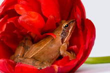 Spring Frog Free Stock Photo - Public Domain Pictures