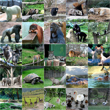 Gorilla Collage 2 Free Stock Photo - Public Domain Pictures