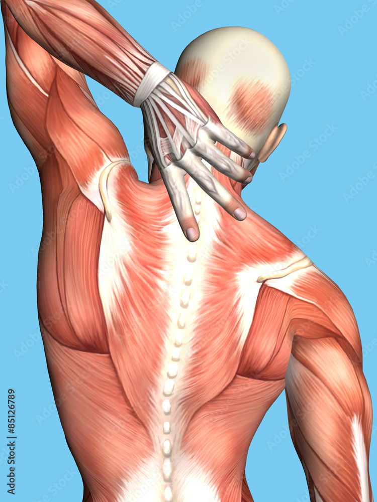 Ilustración de Stock Anatomy of Male With Upper Back Pain: Featuring ...