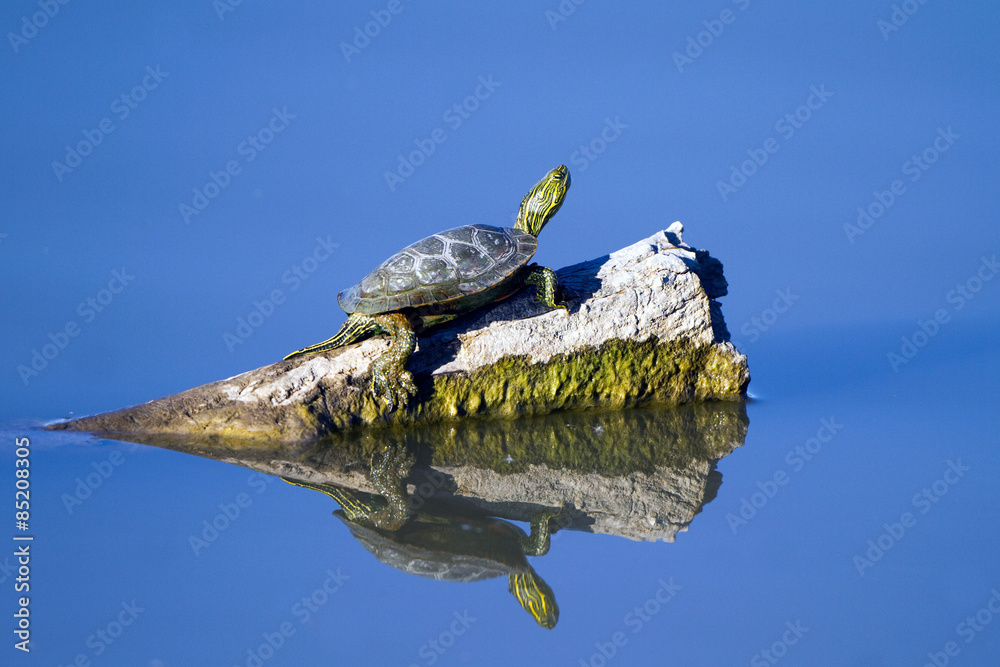 Western Painted Turtle on a submerged log with beautiful reflections ...