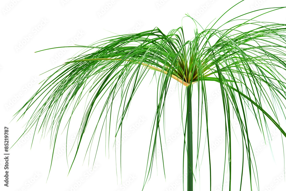 Egyptian papyrus. (Cyperus papyrus L.) Stock Photo | Adobe Stock