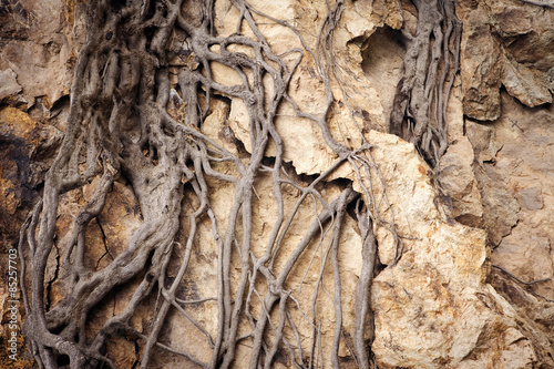 Evidence of physical weathering, tree roots eventually break down this ...