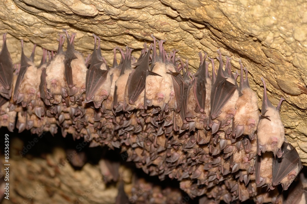 Groups of sleeping bats in cave - Lesser mouse-eared bat (Myotis ...