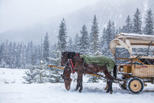 Sleigh Ride Free Stock Photo - Public Domain Pictures