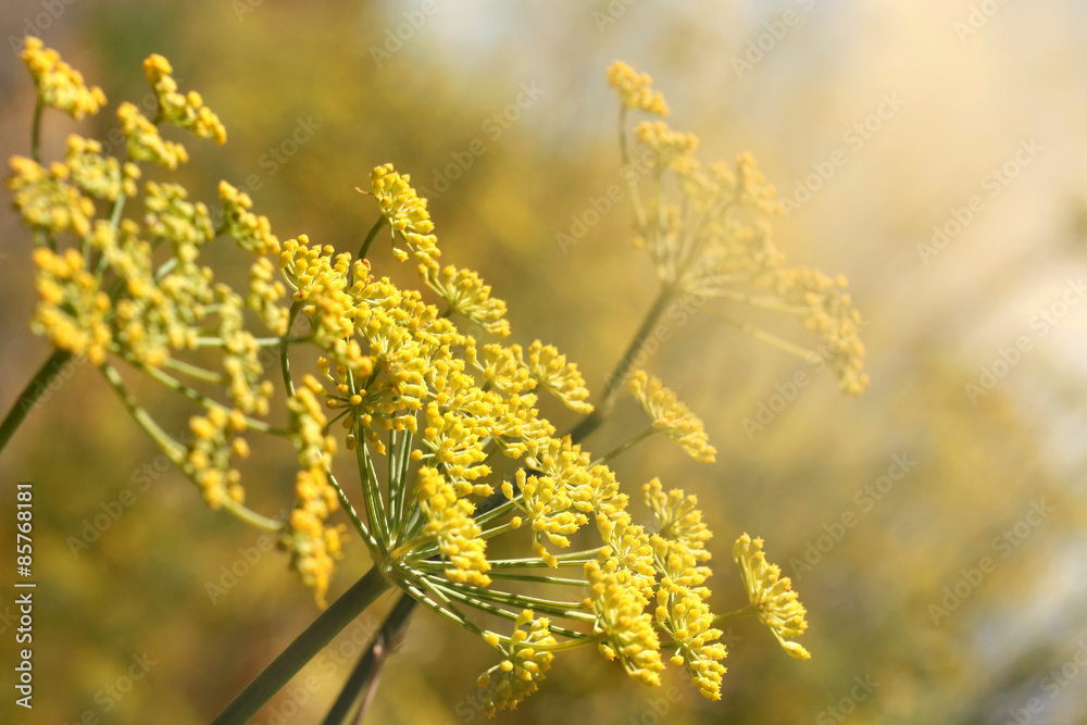 Yellow Dill Stock Photo | Adobe Stock