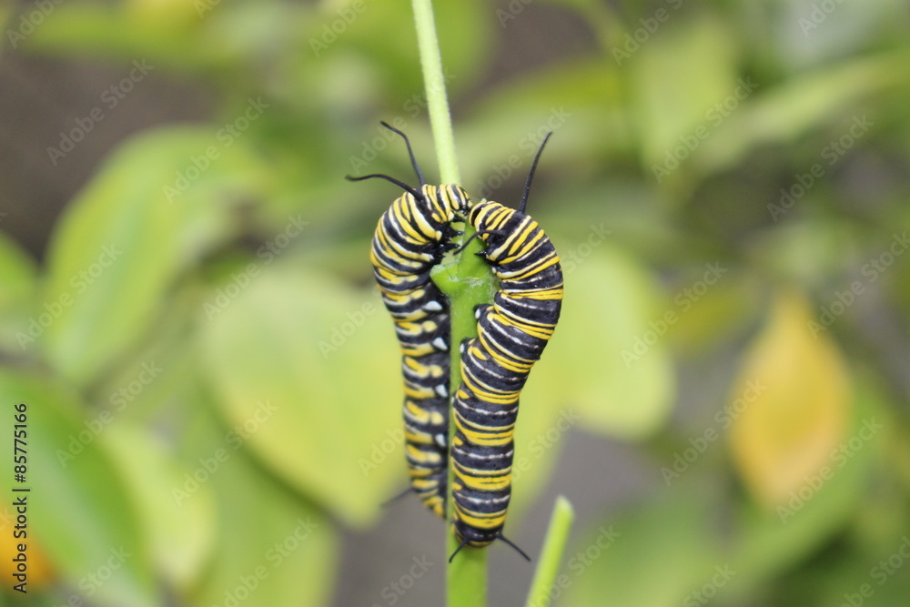 Yellow, black and white striped "Monarch Butterfly" caterpillars in ...