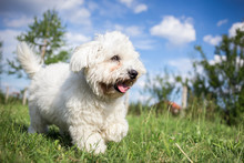 Coton de Tulear Dog Stock de Foto gratis - Public Domain Pictures