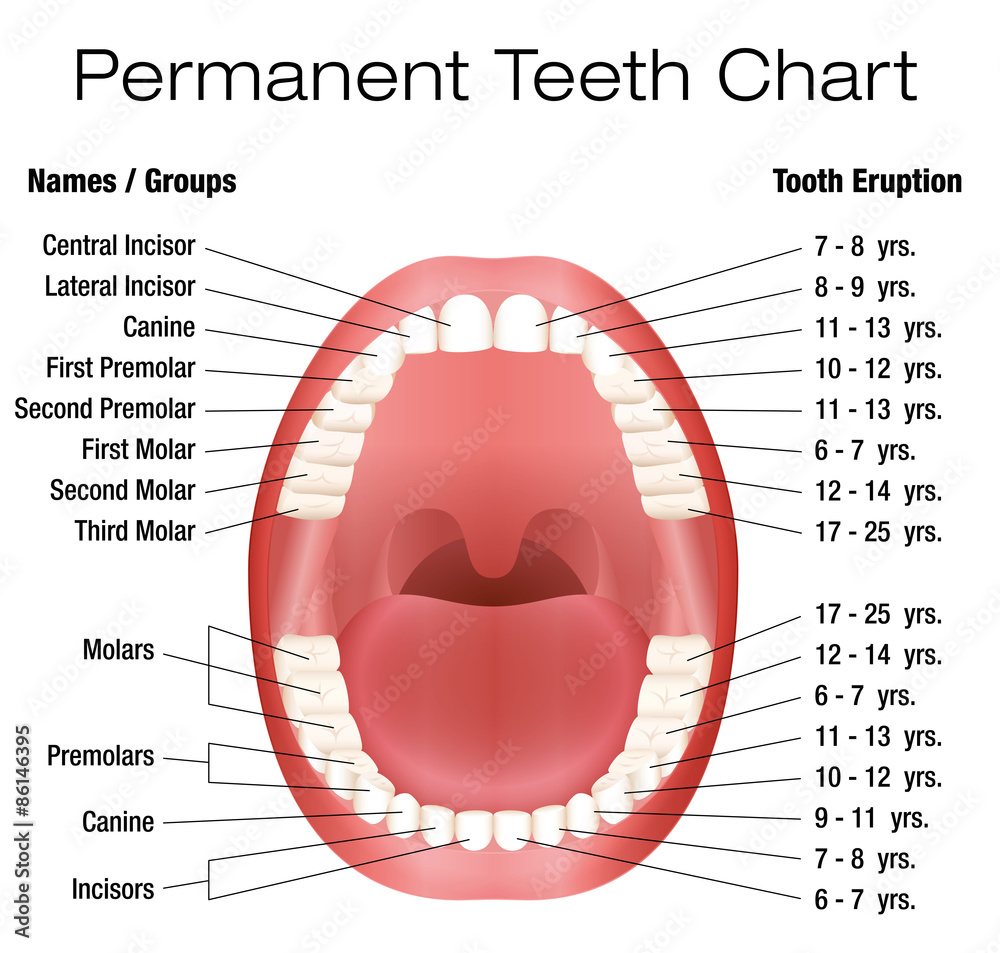 Teeth names and permanent teeth eruption chart with accurate notation ...