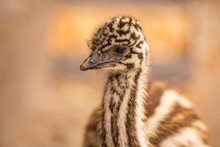 Baby Emu Free Stock Photo - Public Domain Pictures