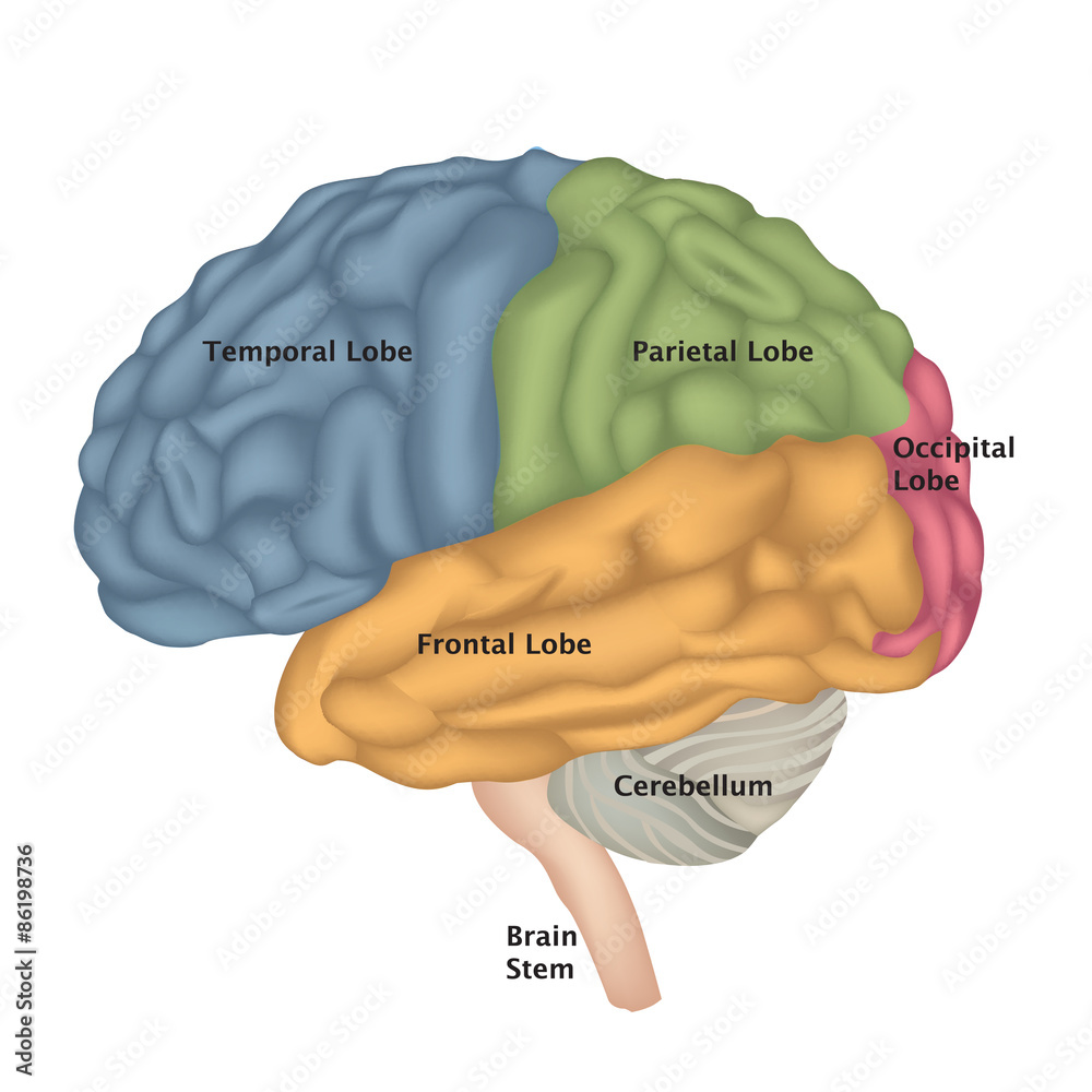 Brain anatomy. Human brain lateral view. Illustration isolated on white ...