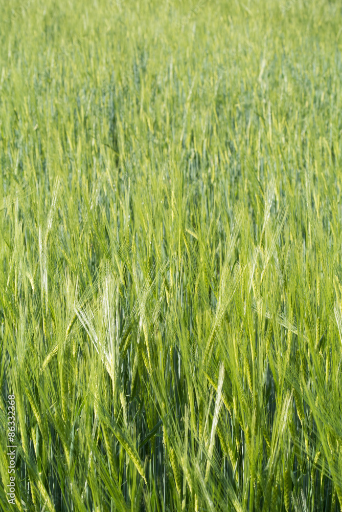 Stock-Foto „grünes Gerstenfeld“ | Adobe Stock