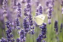 Butterfly On Lavender Free Stock Photo - Public Domain Pictures