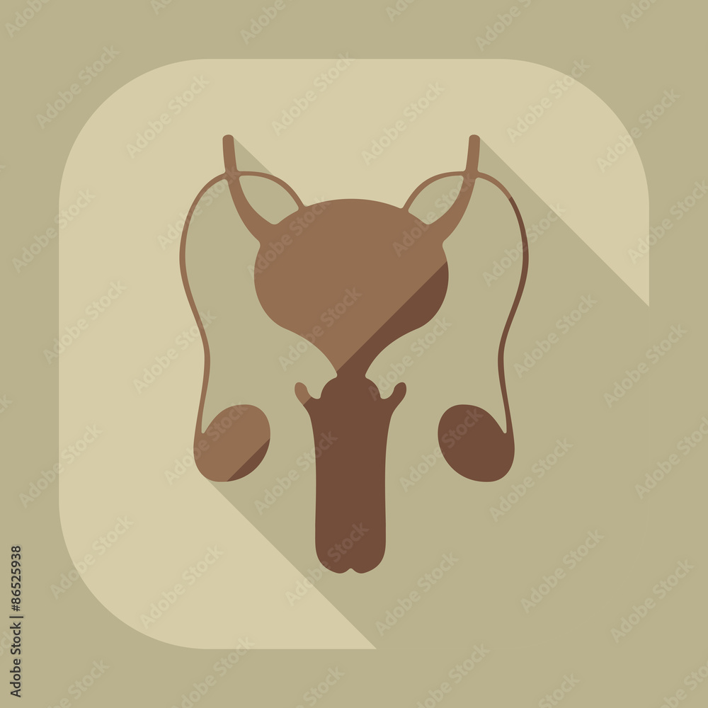 Flat modern design with shadow icons male reproductive system Stock ...