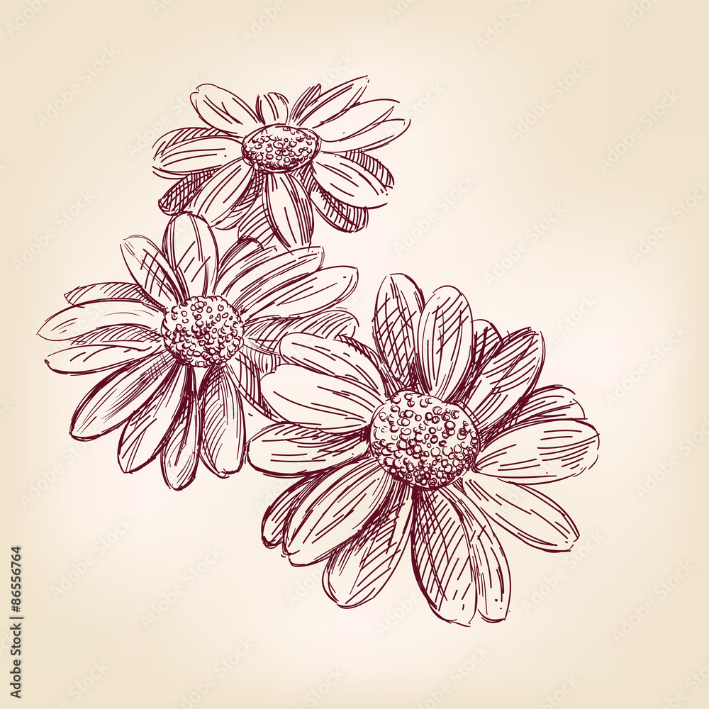 daisy hand drawn vector llustration realistic sketch Stock Vector ...