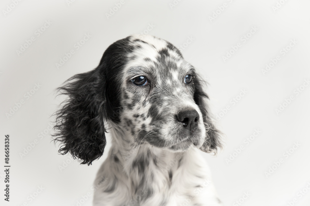 Ritratto di un cucciolo di cane setter inglese bianco e nero ...