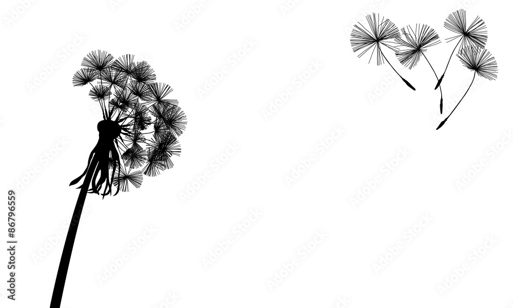 Stock-Vektorgrafik „Pusteblume mit Samen - Vektor“ | Adobe Stock