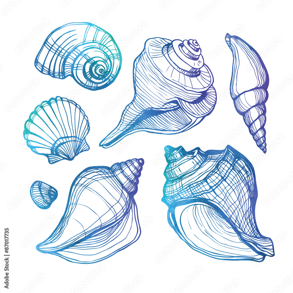 Vector set with sea shell isolated on white. Vector illustration ...