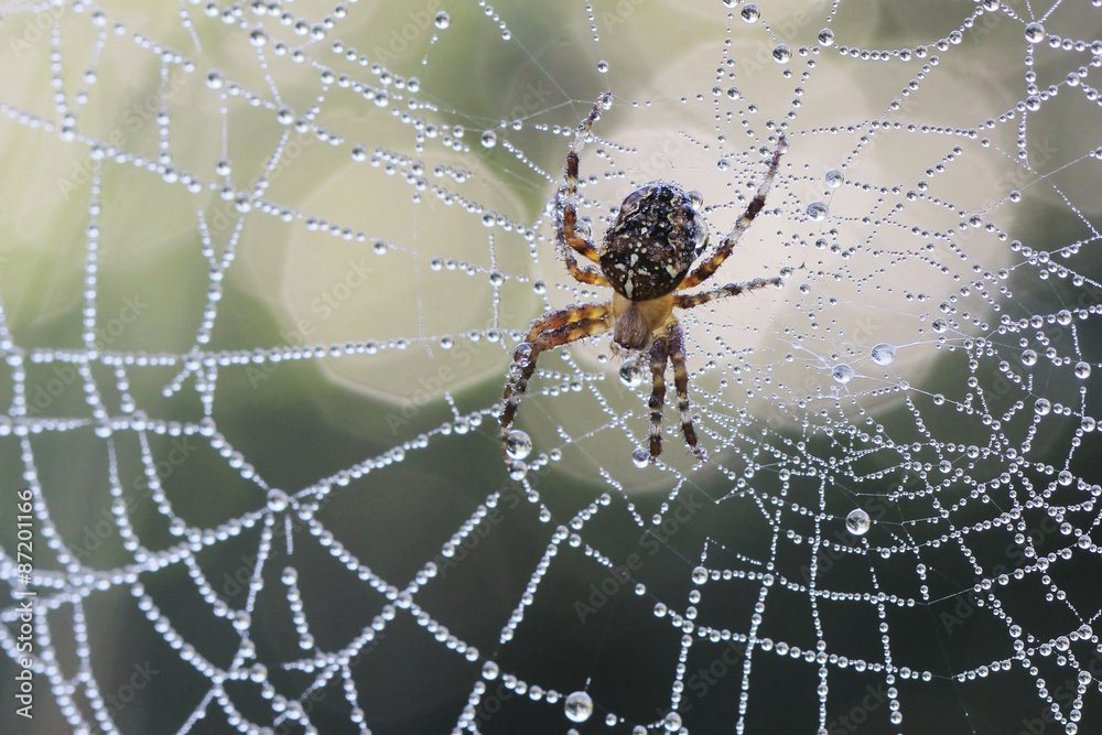 Big spider sits on his cobweb in the dark - Cross spider (Araneus ...