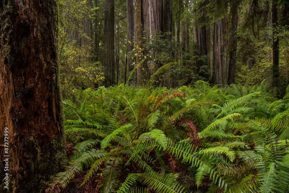 Ferns in the forest Stock Photo | Adobe Stock