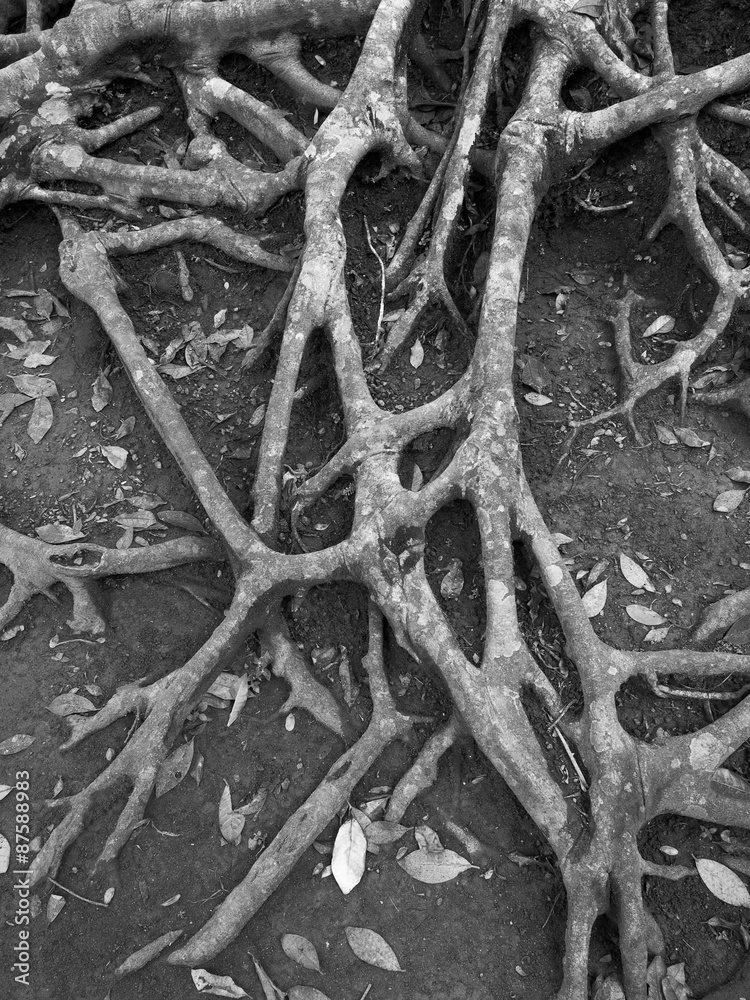 tree root texture in black and white Stock Photo | Adobe Stock