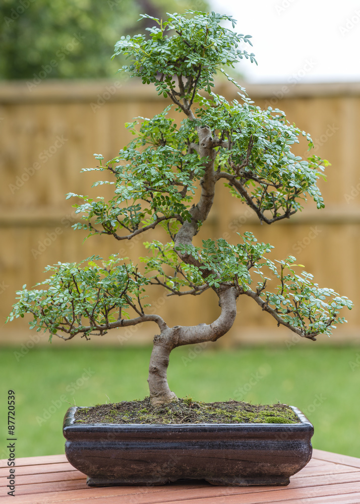 Bonsai - Pepper tree bonsai outdoors. Stock Photo | Adobe Stock