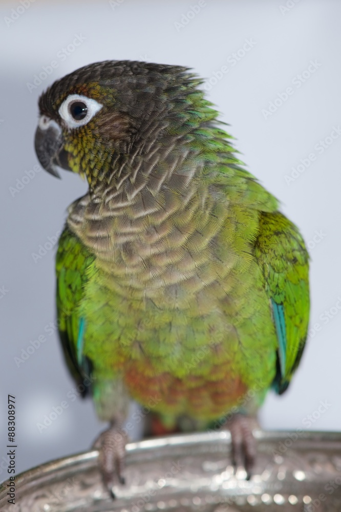 Green Cheeked Conure, Pyrrhura Molinae, a small parrot native to South ...