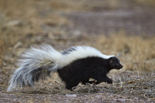Zorrillo Stock de Foto gratis - Public Domain Pictures