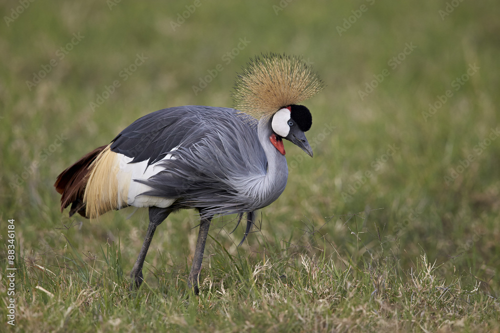 Grey crowned crane (Southern crowned crane) (Balearica regulorum ...