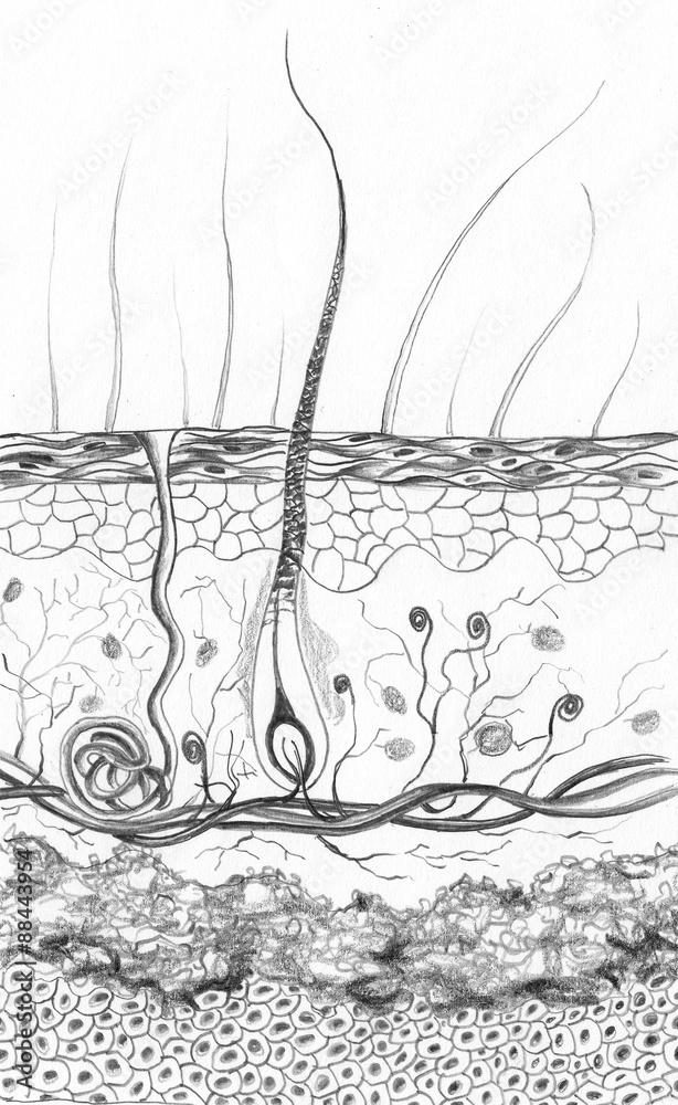 Illustration of human skin anatomy cross-section, revealing the layers ...