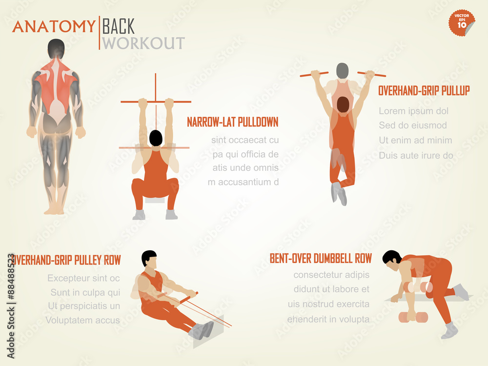 beautiful design info graphic of abdominal back workout consist of narrow lat pull down overhead grip pull up overhead grip pulley row bent over dumbbell row Stock Vector Adobe Stock