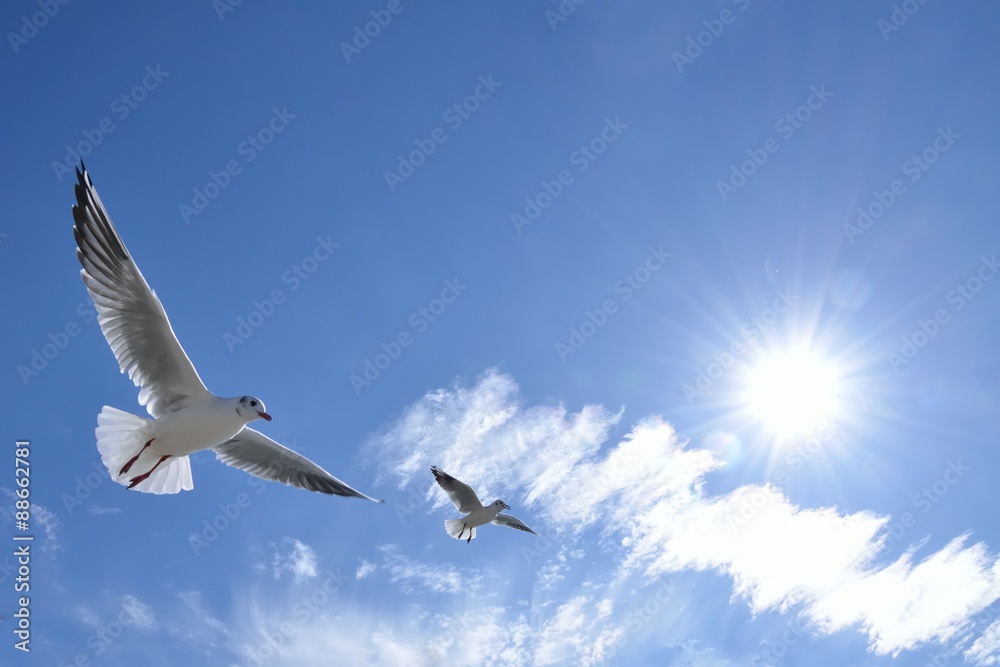 青色の空を飛ぶ白色の鳥 Stock Photo | Adobe Stock 青色の空を飛ぶ白色の鳥 Stock Photo | Adobe Stock