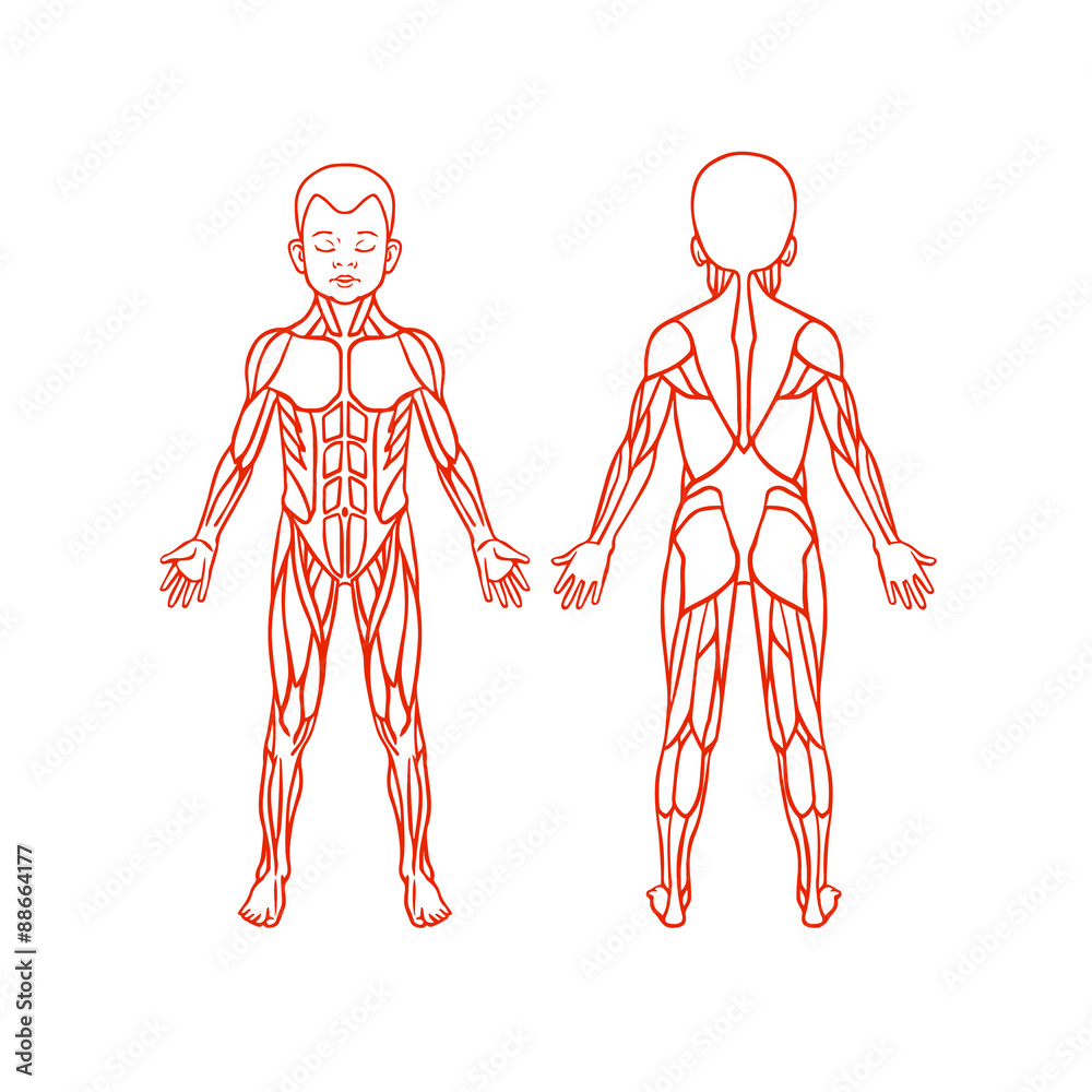 Anatomy of children muscular system, exercise and muscle guide Stock ...