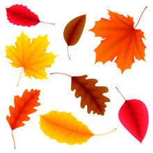 Fall Leaf Free Stock Photo - Public Domain Pictures
