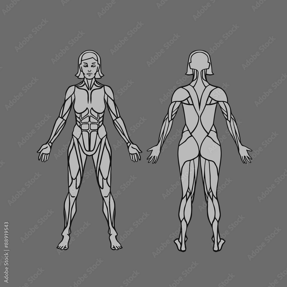 Anatomy of female muscular system, exercise and muscle guide Stock ...