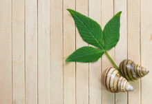 Clam Shell Vertical Wallpaper Free Stock Photo - Public Domain Pictures