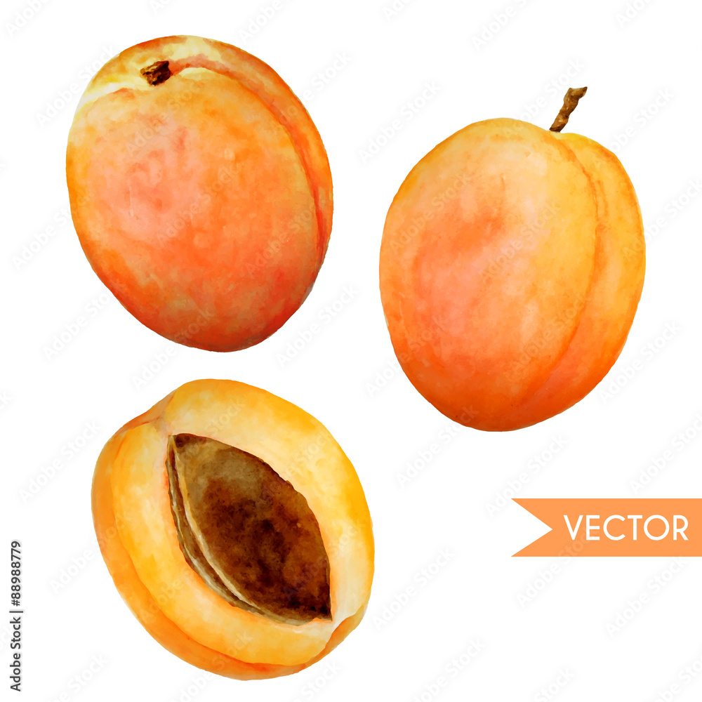 Apricot set Stock Vector | Adobe Stock